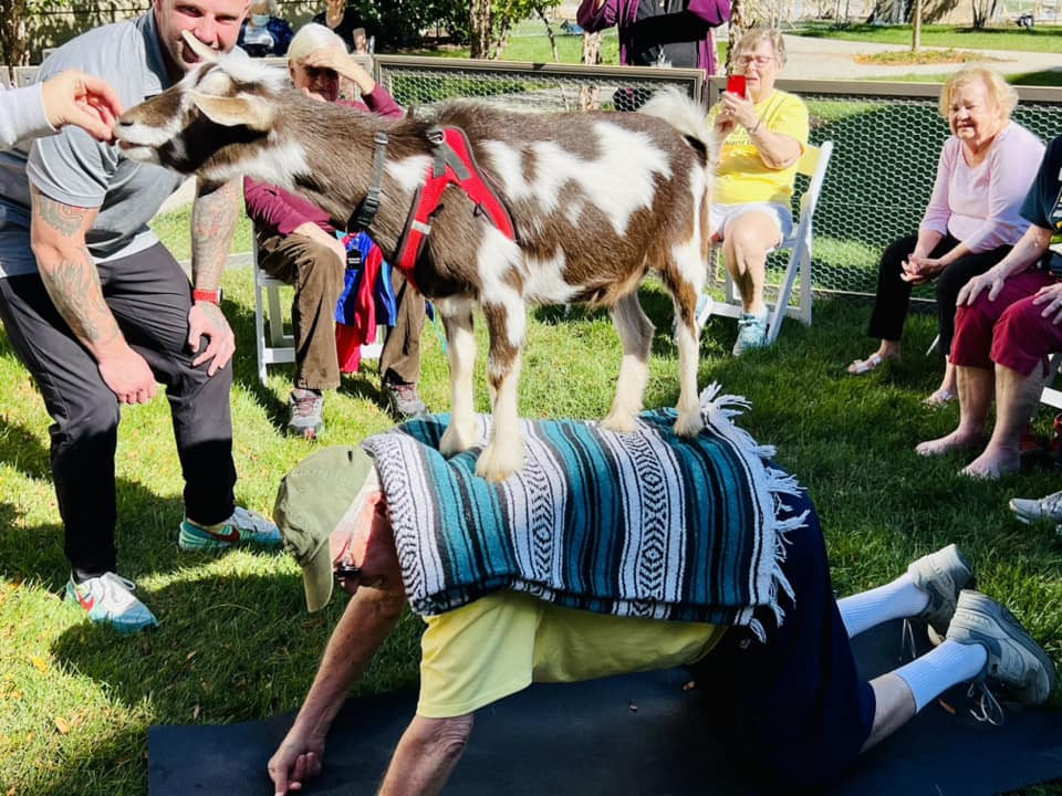 Oak Trace Senior Living Community Hosts Yoga ‘Goat-Together’ – Senior ...